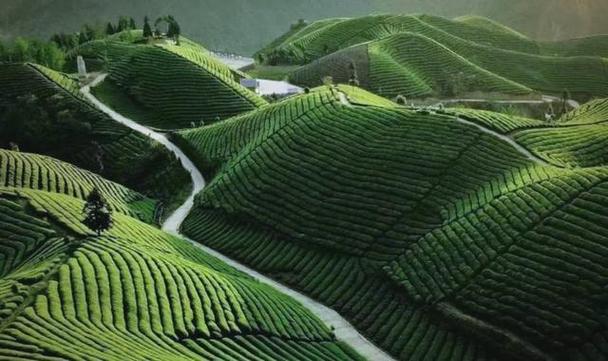 茶树图标