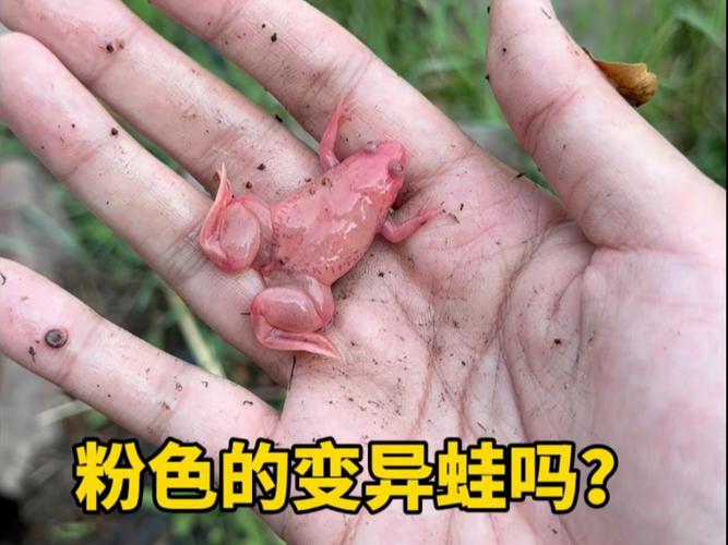 蛙粉色是什么颜色截图