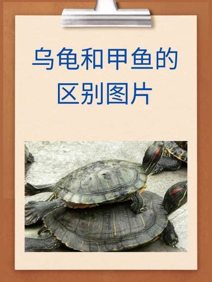 海龟的养殖方法图标