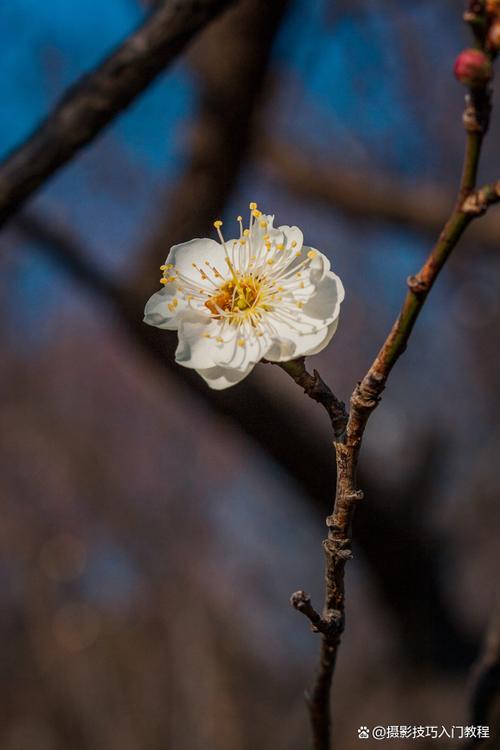 怎样拍花好看截图