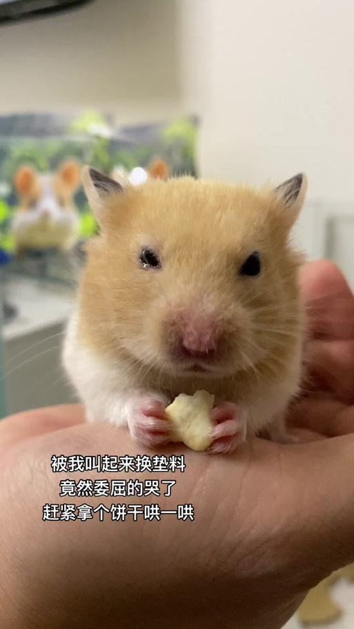 仓鼠晚上哭图标