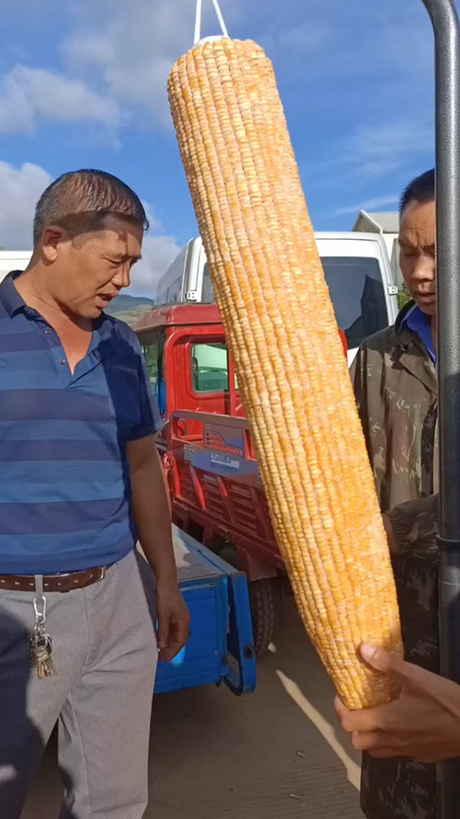 世界上最大的玉米截图