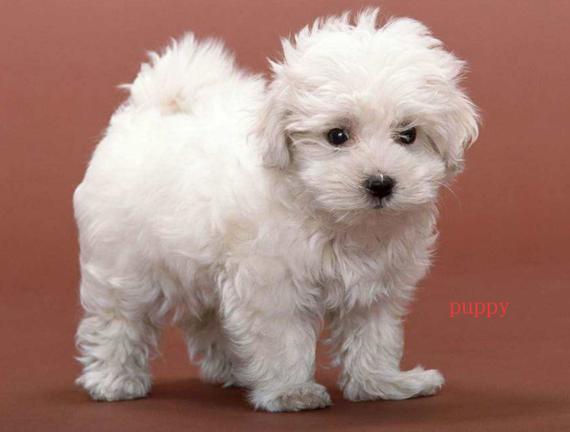 情侣之间puppy的意思图标