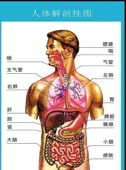 人体结构图图标