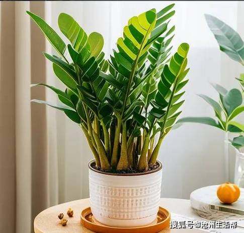 女人要发财的吉兆截图