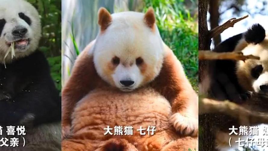 熊猫七仔的妈妈是谁图标