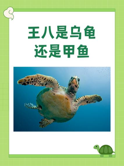 乌龟是王八还是甲鱼是王八