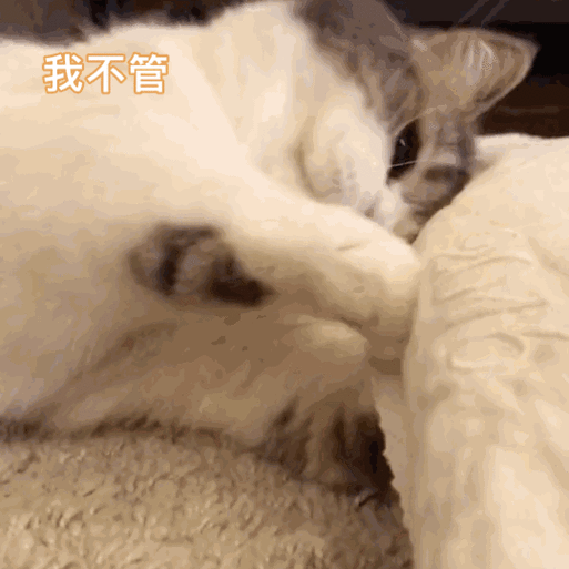 猫老是扑人咬人什么原因截图