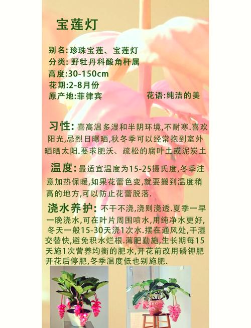 宝莲灯的养殖及注意事项图标