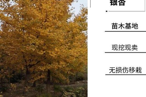 大银杏树截图