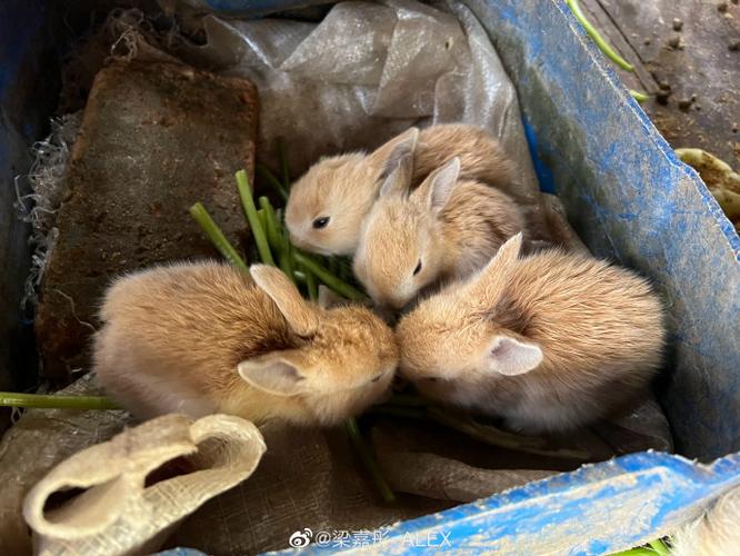 小小动物园 兔子截图