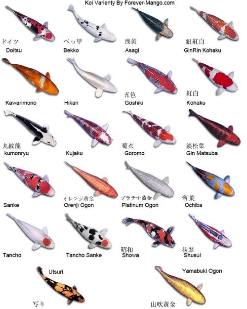 锦鲤最忌三种颜色截图
