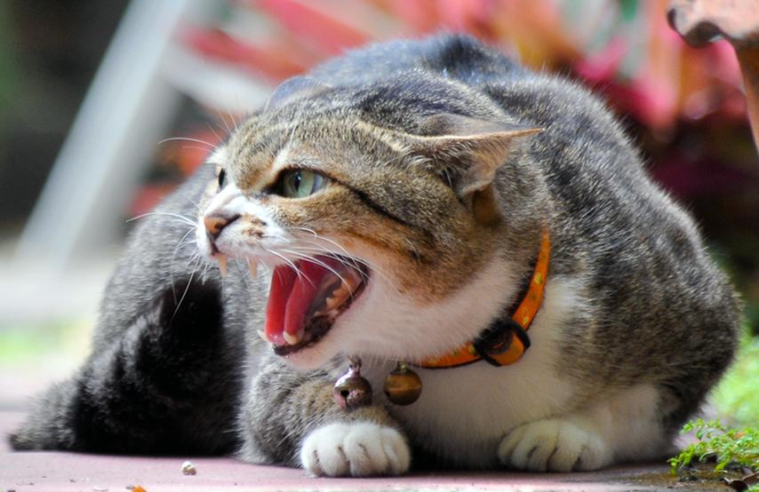 新猫拼命冲旧猫哈气图标