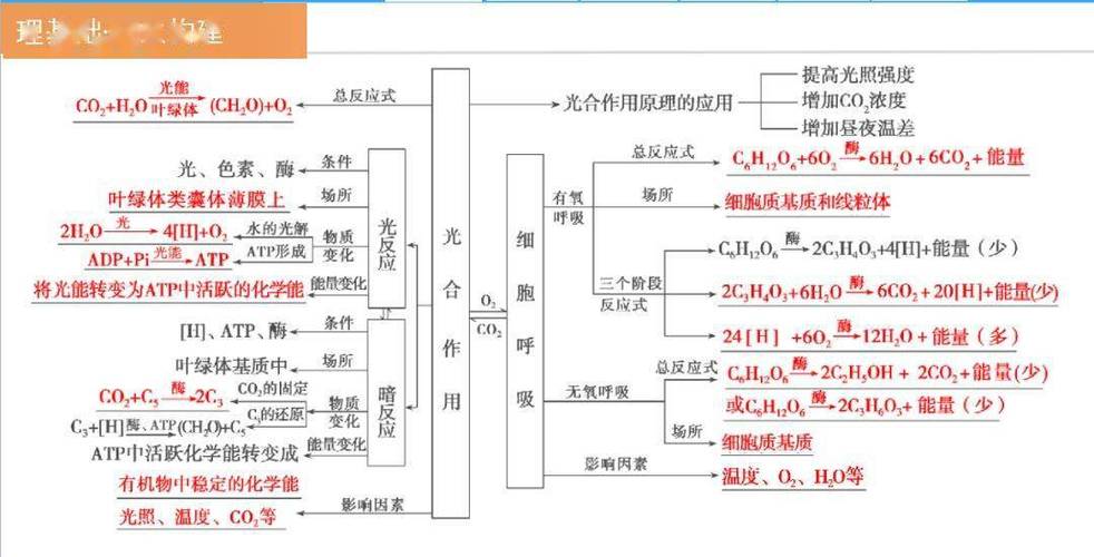 光合呼吸思维导图图标