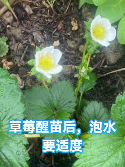 种草莓需要泡水吗图标