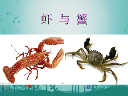 螃蟹和虾属于什么动物截图