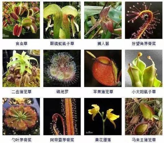 植物种类图标