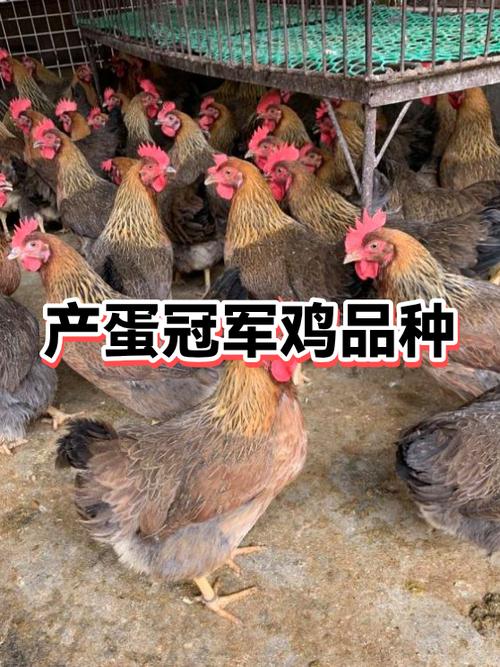 产蛋最多的鸡品种排名图标