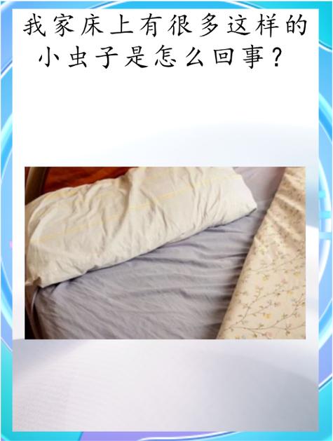 酒店房间有虫子怎么办图标