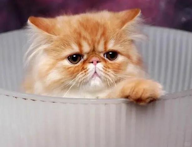 猫咪走路不稳怎么回事截图