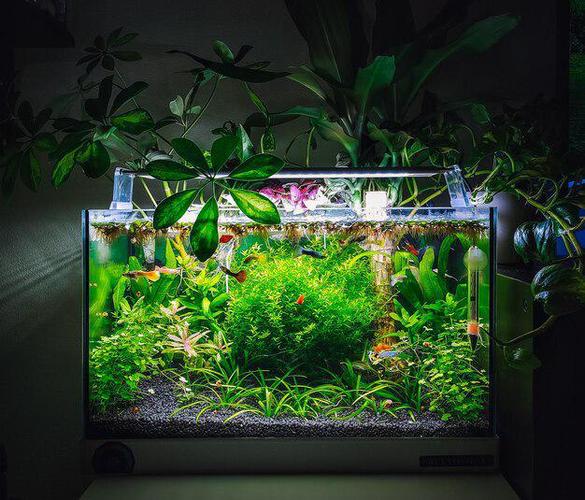 水族箱图标