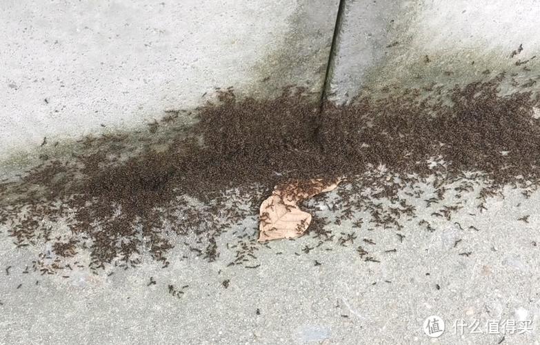 家里有蚂蚁图标