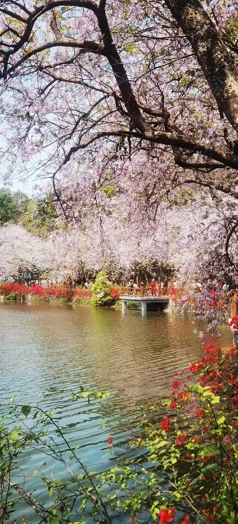 春暖花开的视频风景截图