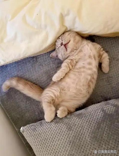 猫为啥会咕噜咕噜响图标