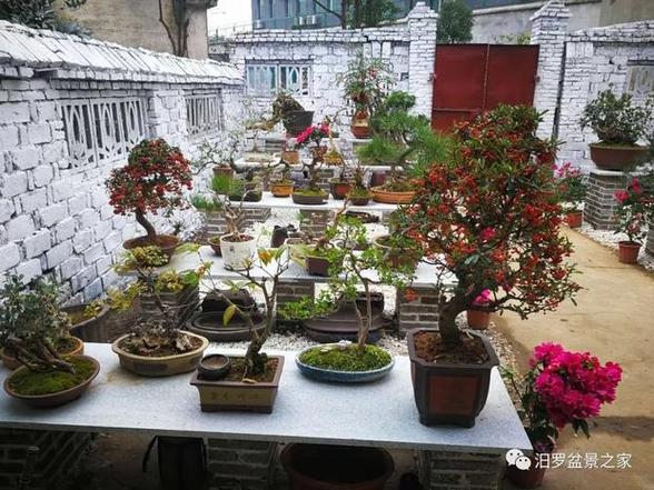 盆栽店一般人干不了图标