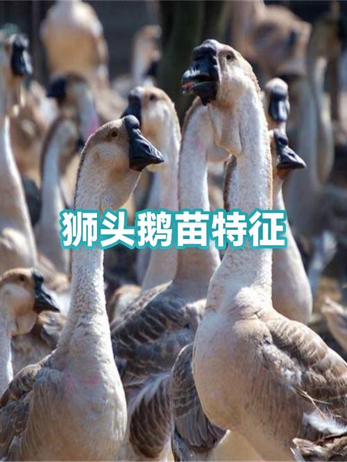 狮头鹅苗多少钱一只游戏截图