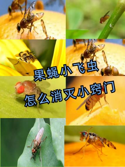 水果招的小飞虫怎么消灭截图
