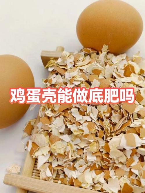 鸡蛋壳能吃吗截图