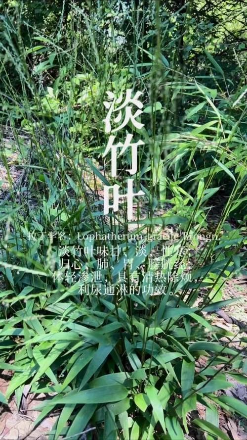 淡竹叶功效主治截图