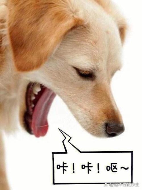 狗狗咳嗽咔咔声但精神很好图标