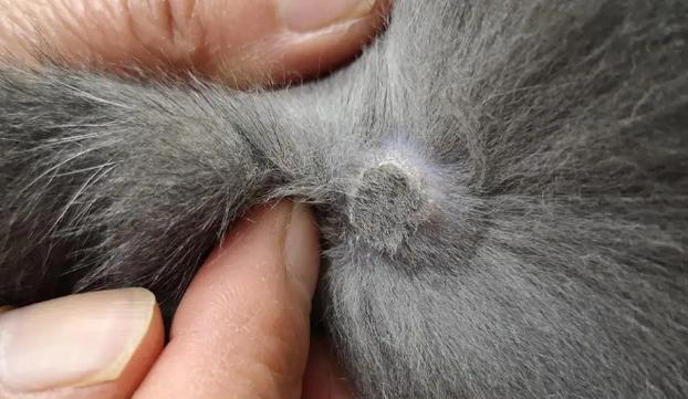 猫咪身上硬疙瘩有结痂图标