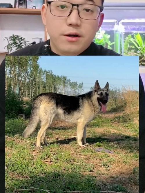 牧羊犬多少钱一只截图