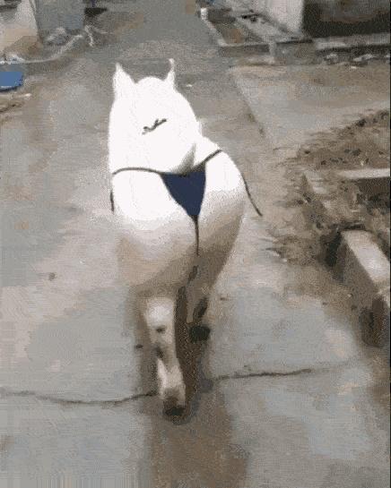 扭屁股狗表情包截图