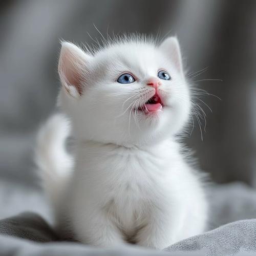 see小猫百度网盘图标