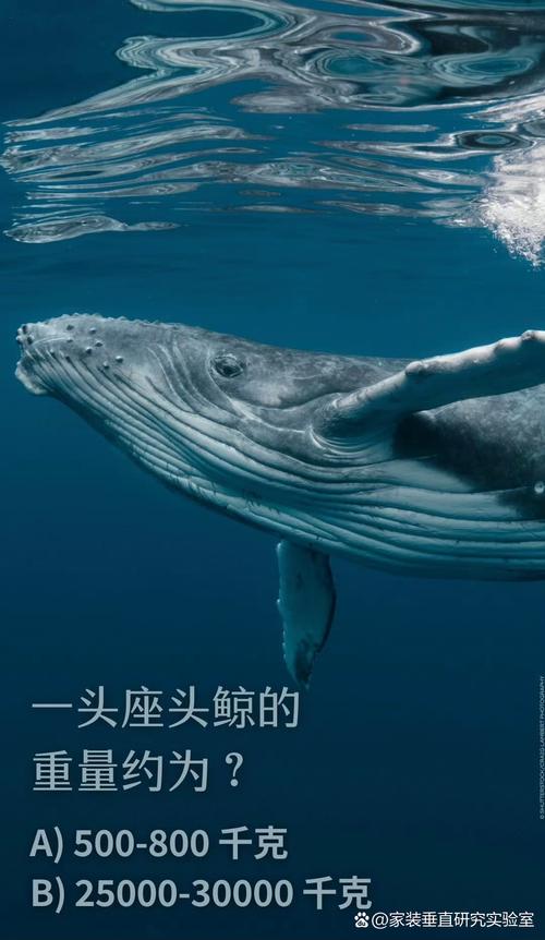 自由鲸合法吗图标