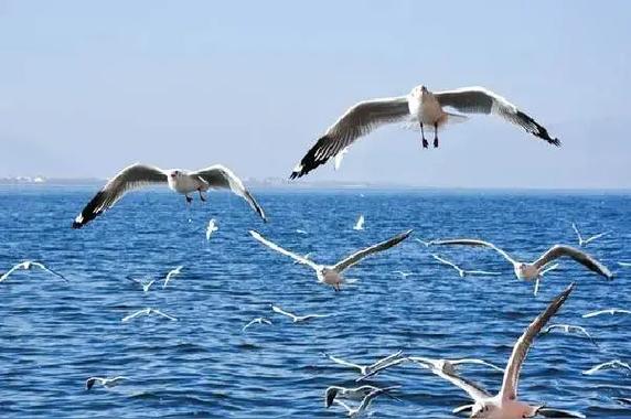 海鸥1-40集免费观看