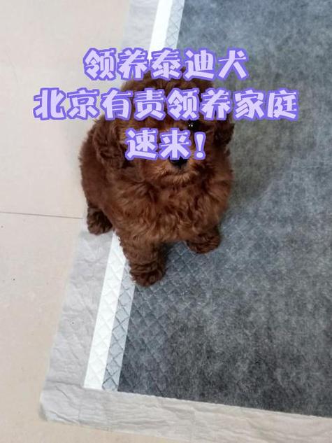 泰迪领养红包要给多少截图