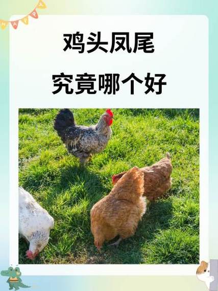 我当鸡头那些年小说图标