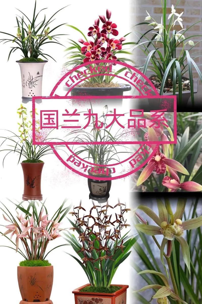兰花的品种图标