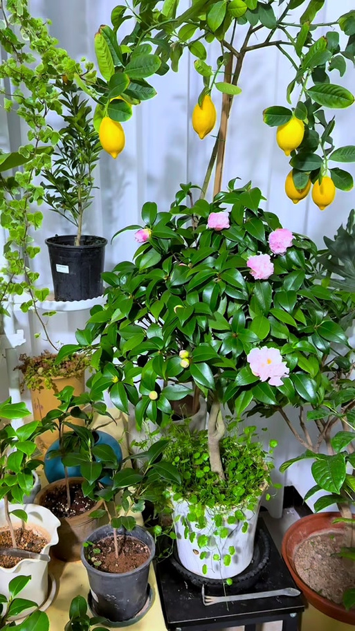 茶花专用土