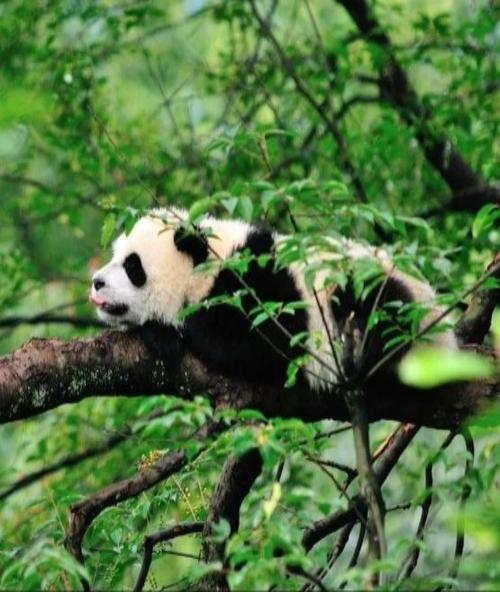 熊猫的logo图标图标
