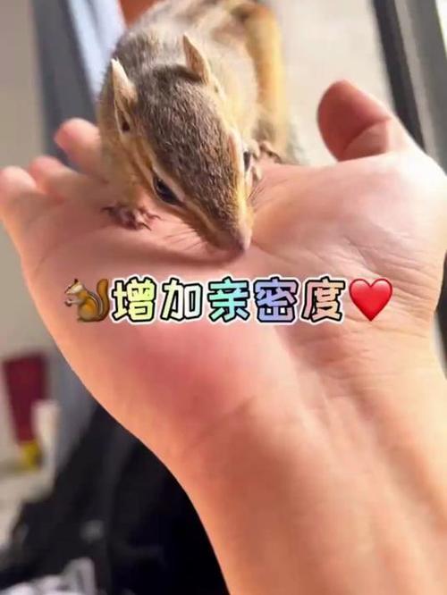 增加亲密度的方法截图
