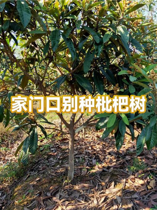 门口不能栽什么树图标