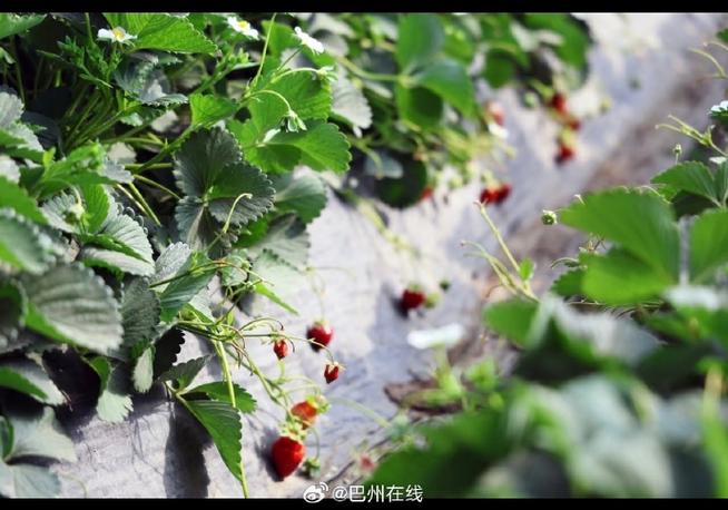 五一可以种草莓吗图标