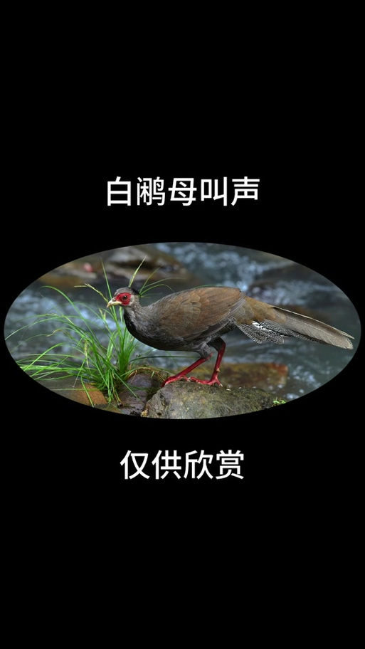 箐鸡叫声