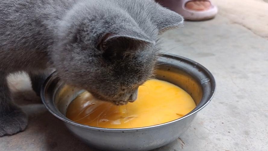 猫吃蛋清会有什么后果截图